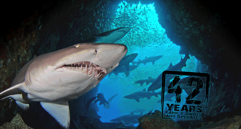 Dive Fish Rock Cave - South West Rocks Dive Centre - Grey Nurse Sharks