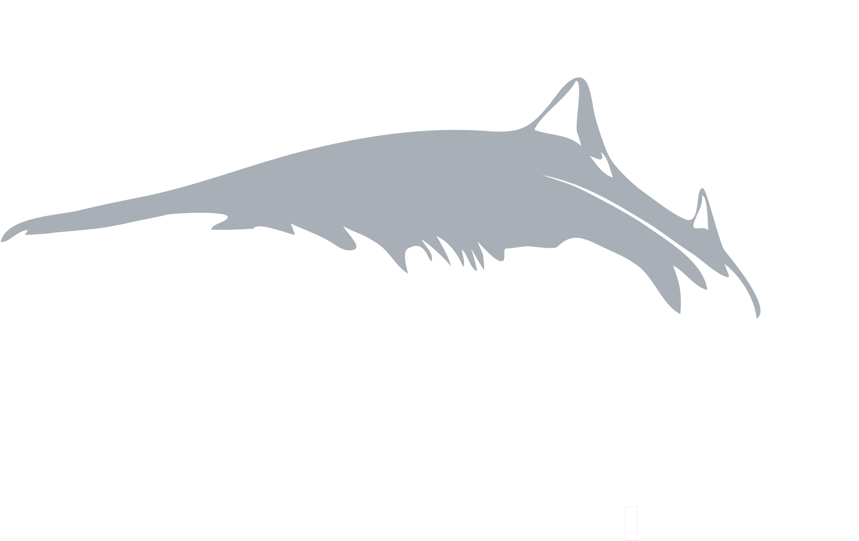 Dive Fish Rock Cave - South West Rocks Dive Centre - Grey Nurse Sharks